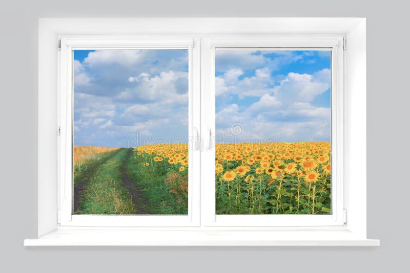 View from Window on Field with Sunflowers Stock Image - Image of ...