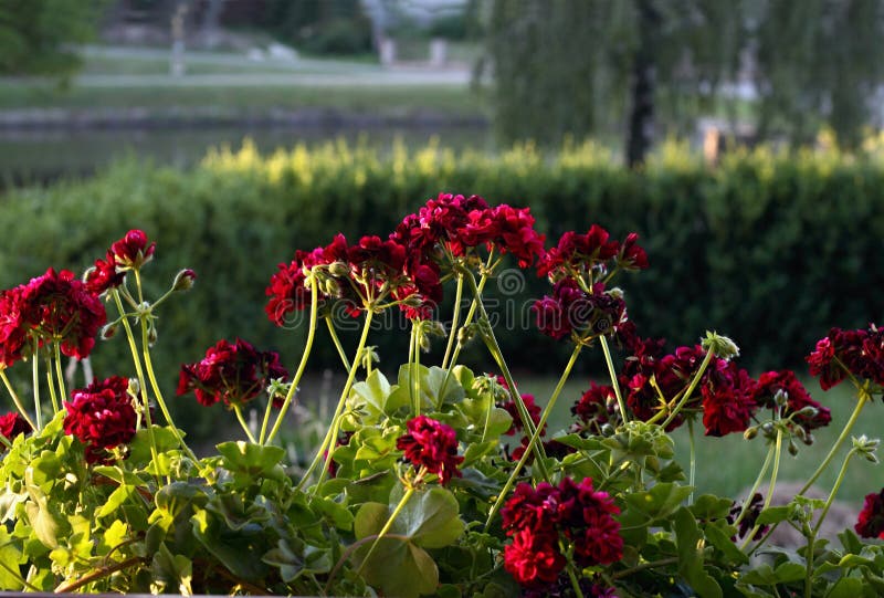 View through the Window Over Red Geranium Stock Photo - Image of view ...