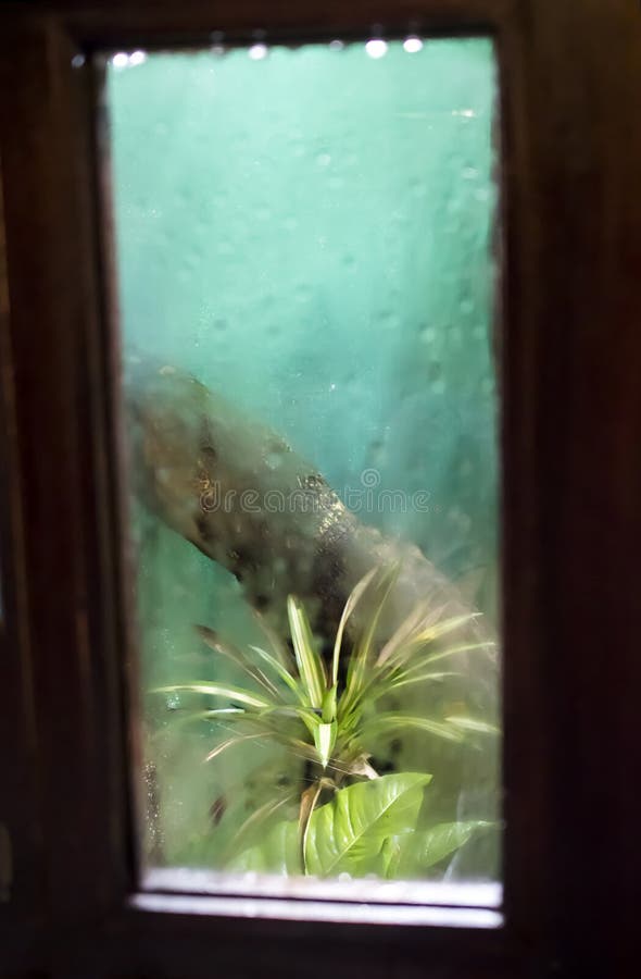 View through Window in Rain of Jungle Plants Stock Photo - Image of ...