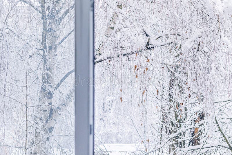 View from the Window at Snow Covered Trees Stock Photo - Image of ...