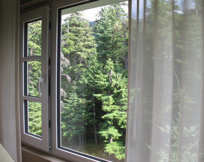 View through Window To Evergreen Trees Stock Photo - Image of tall ...