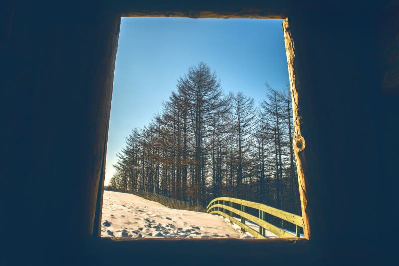 View of Window To Pine Forest in Sunny Winter. Stock Image - Image of ...
