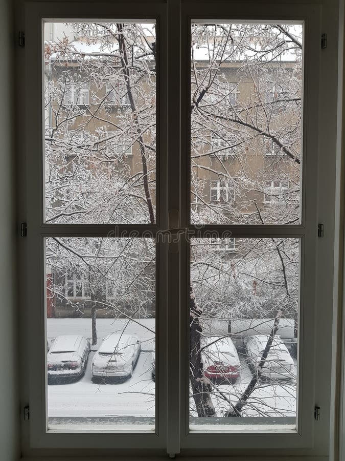 Two snow-covered trees stock image. Image of frosted - 23517243