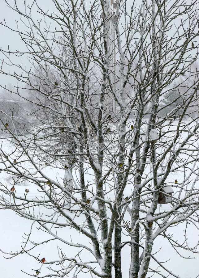 View from the Window To a Snowy Tree, Birds Folding in a Tree Branch ...