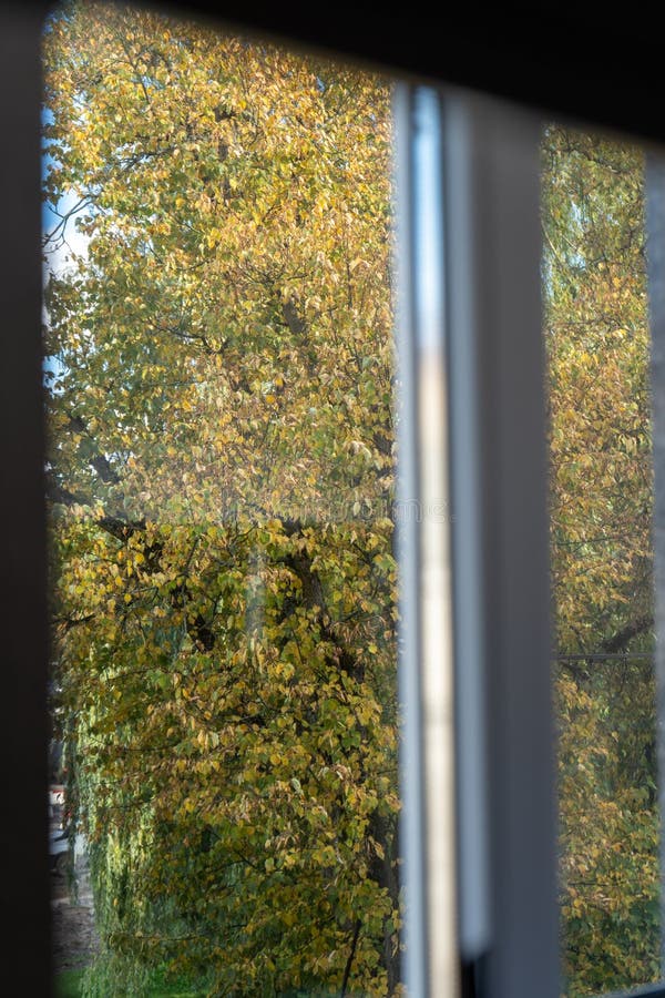 View from the Window To the Tree in Autumn Stock Photo - Image of ...