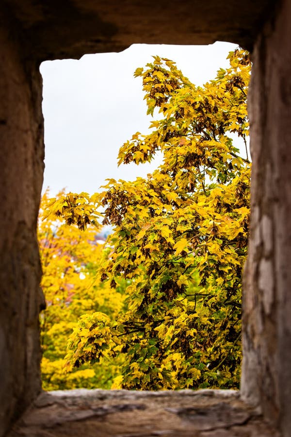 View through a Window To a Yellow Maple Tree at the Autumn Time Stock ...