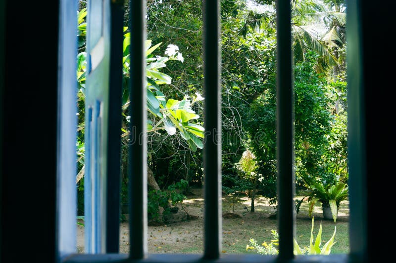 View from the Window of the Tropical Jungle Stock Image - Image of ...