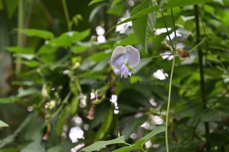 A View of a Winged Bean Flower Blooming on a Vine Stock Image - Image ...