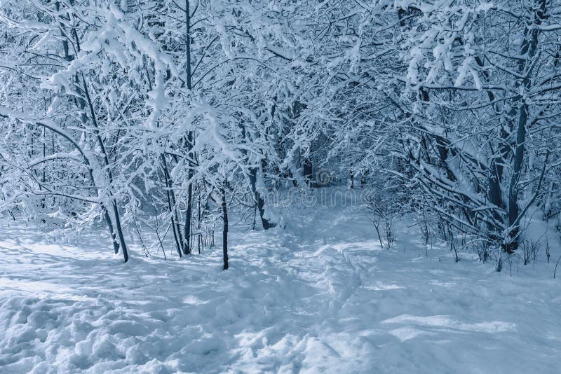 Winter Forest View at Cold Day Stock Image - Image of branch, scenic ...