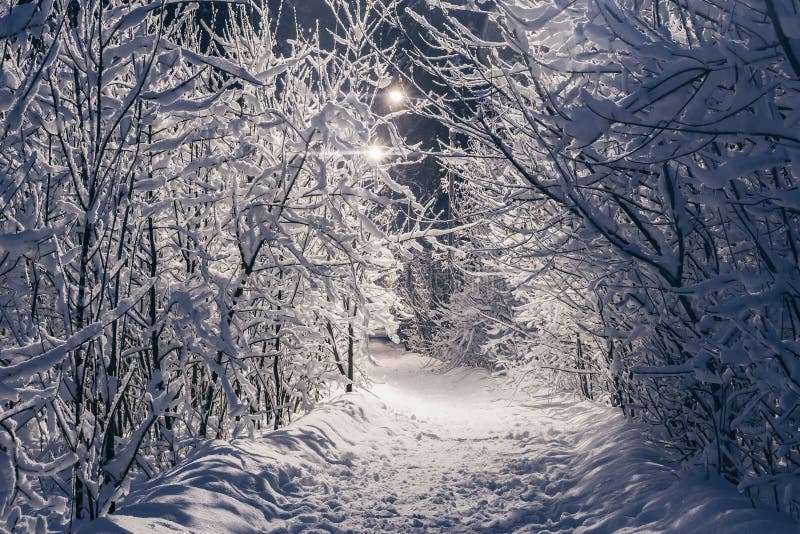 Winter Forest View at Cold Day Stock Image - Image of branch, scenic ...