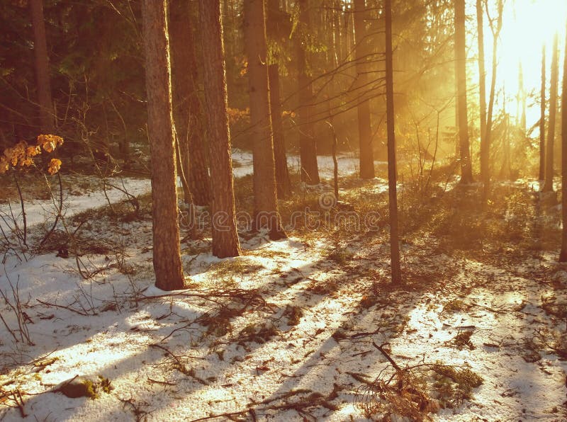 View of a Winter Forest, Southern Bohemia Stock Photo - Image of ...
