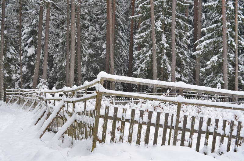 View of a Winter Forest, Southern Bohemia Stock Image - Image of ...