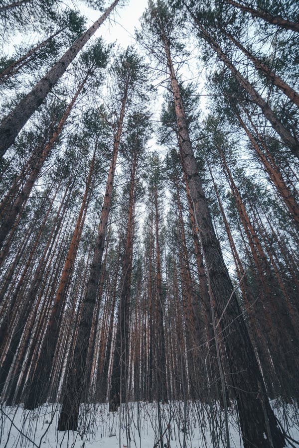 View of Winter Pine Forest Tree Tops To Canopy with Snow in the ...