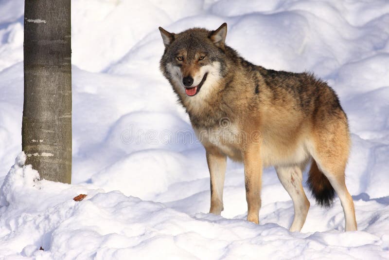 Free Clip Art Snow Storm Stock Photos - Free & Royalty-Free Stock ...