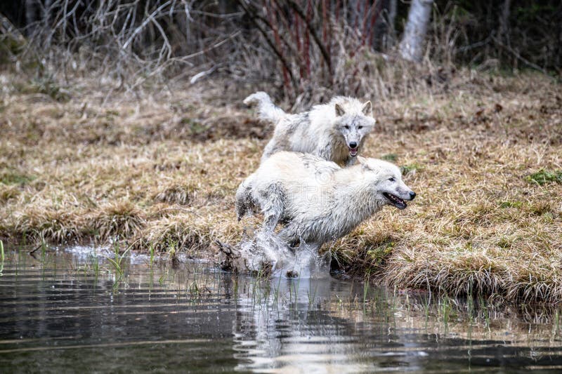 View of wolves in water stock photo. Image of mammal - 269385980
