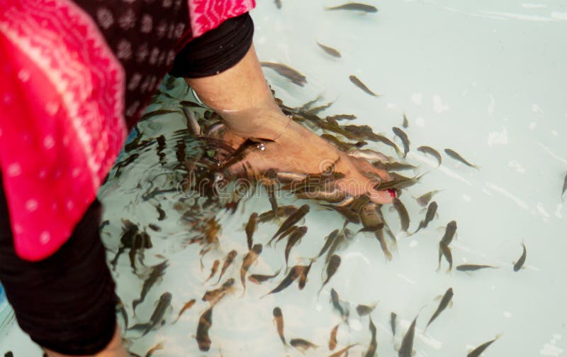 Foot in a fish foot spa stock image. Image of enchanted - 106973743