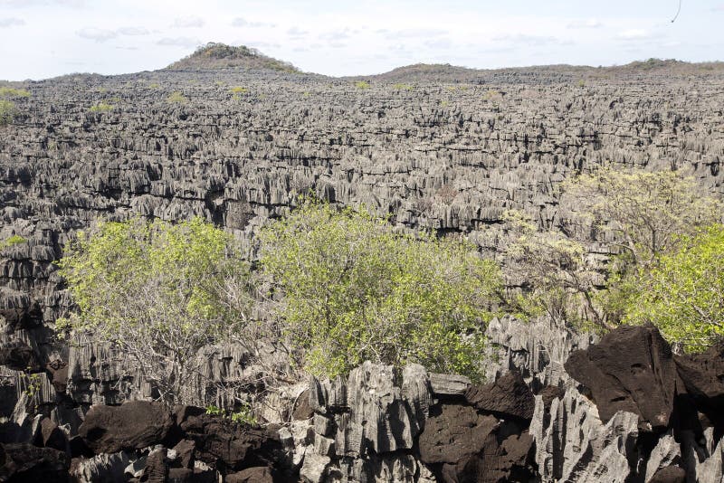 View of the Wonderful Limestone Formations Ankarana, Madagascar Stock ...