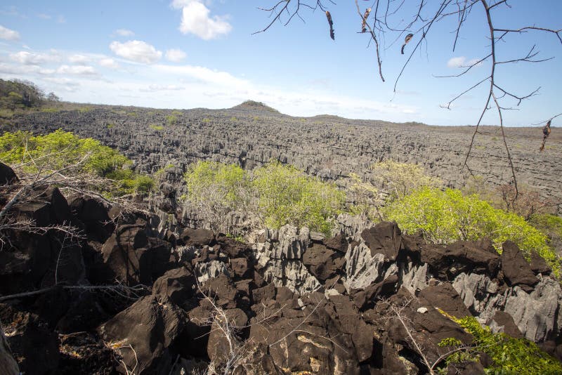 View of the Wonderful Limestone Formations Ankarana, Madagascar Stock ...