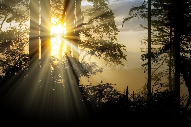 View from Wood with Contreyour Sun Rays Stock Image - Image of ...