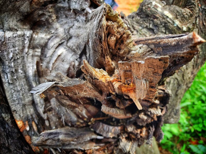 View of a Wood Log Aftercutting of Tree Save Tree Save World Stock ...