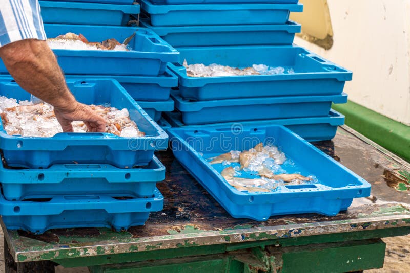 View of a Worker Storing the Fish in the Blue Trays Stock Photo - Image ...