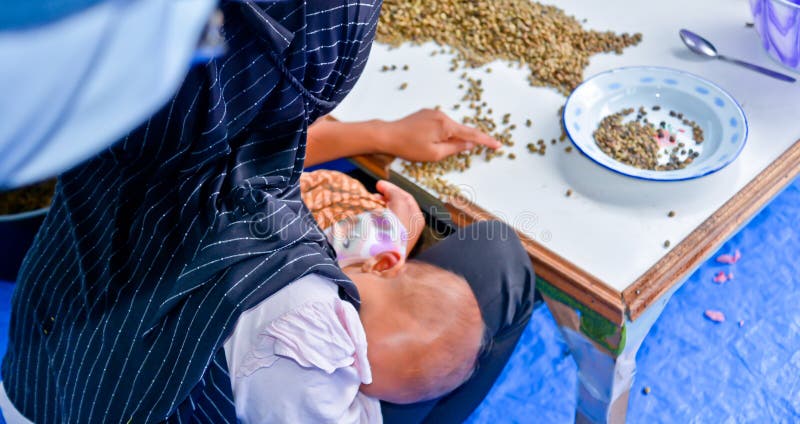 View of Workers Sorting Coffee Beans Editorial Image - Image of green ...