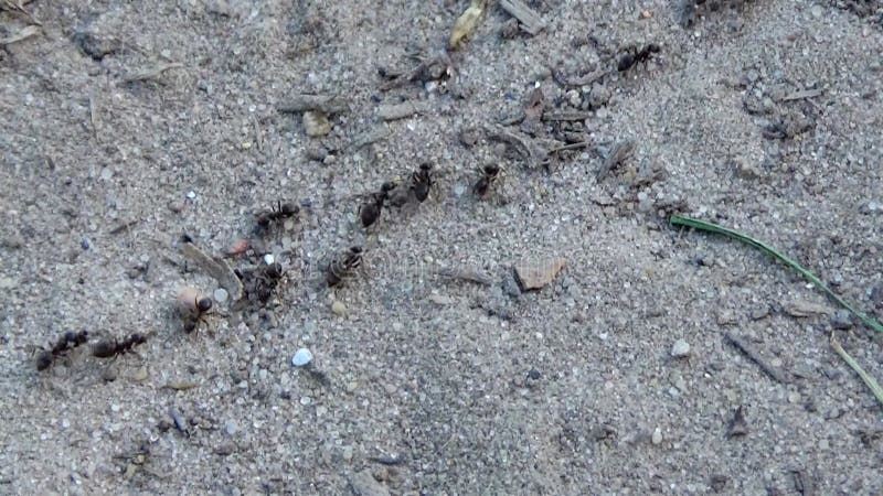 Ants stock footage. Video of ground, crowd, magnification - 304434438
