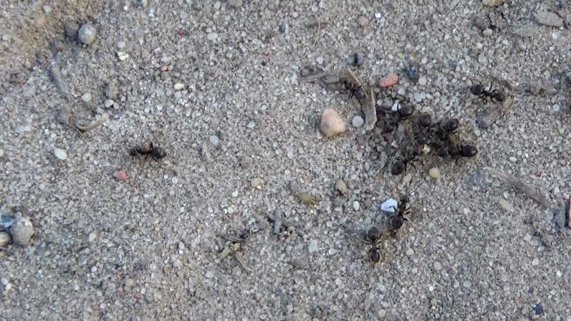Ants stock video. Video of nature, close, insect, sand - 304434739