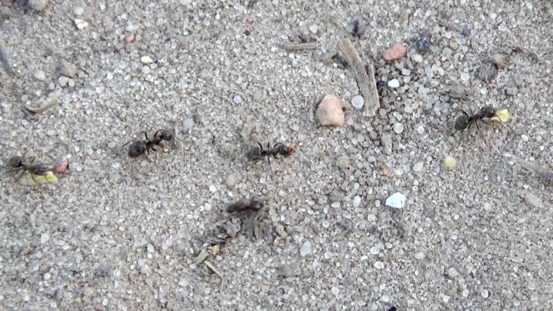 Ants stock video. Video of nature, macro, work, cooperation - 304435261