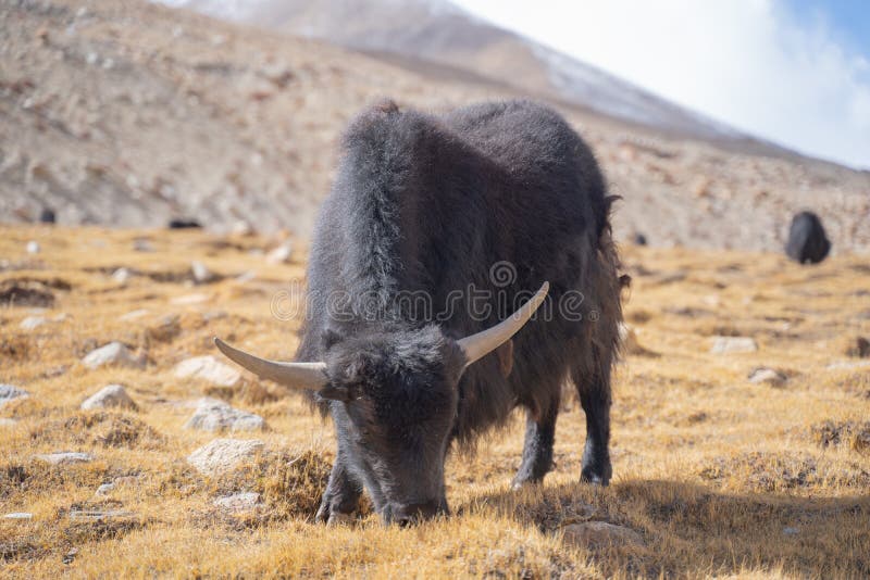 A View of Yak is Eating in the Field in the Mountain in Ladakh, India ...