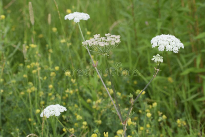 The View of the Yarrow Flowers on the Meadow. Stock Image - Image of ...