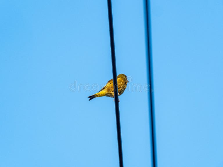 View of a Yellow Bird on an Electrical Wiring Stock Photo - Image of ...