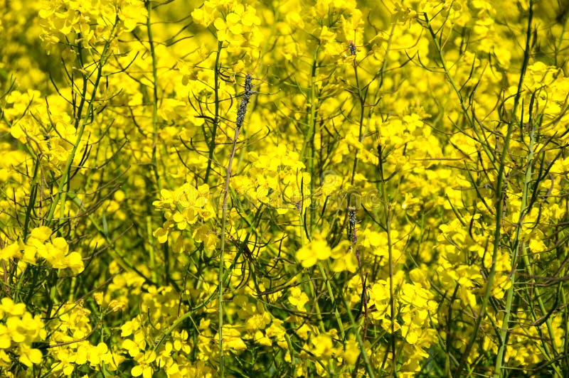 Yellow colza field stock image. Image of yellow, outdoor - 138179461