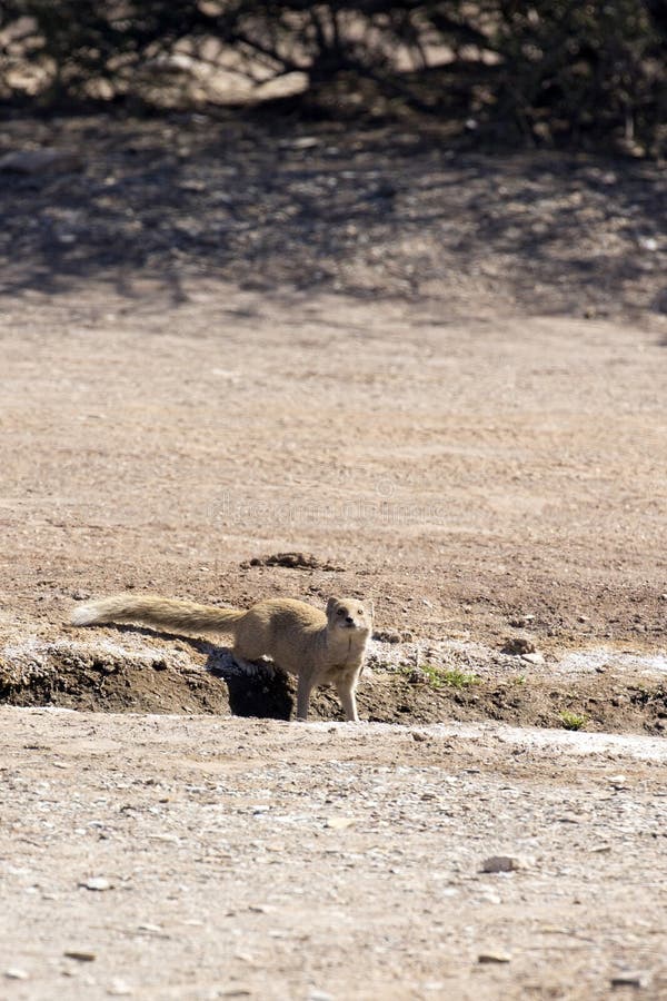 View of a yellow mongoose stock image. Image of creature - 271085231