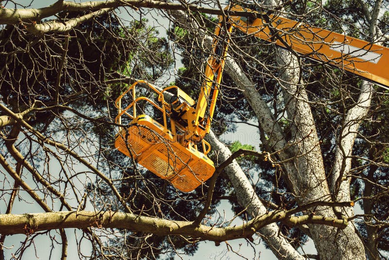 Platform Lift on the Branches of Pine Tree for Pruning and Maintenance ...