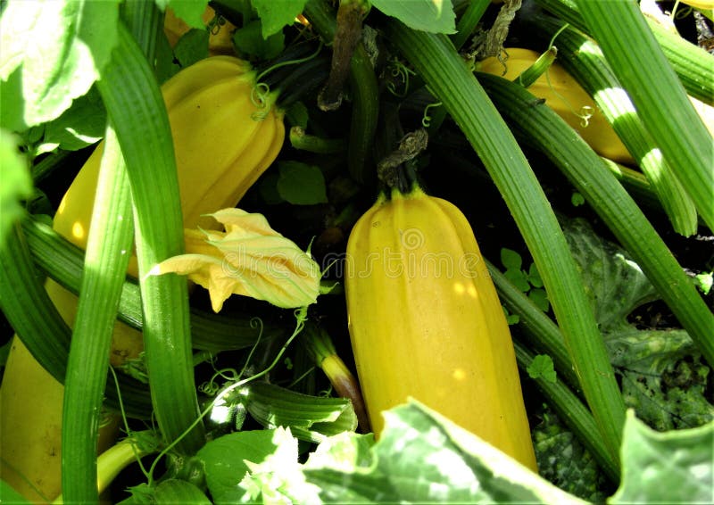 View of Yellow Squashes in Vegetable Garden Stock Image - Image of ...