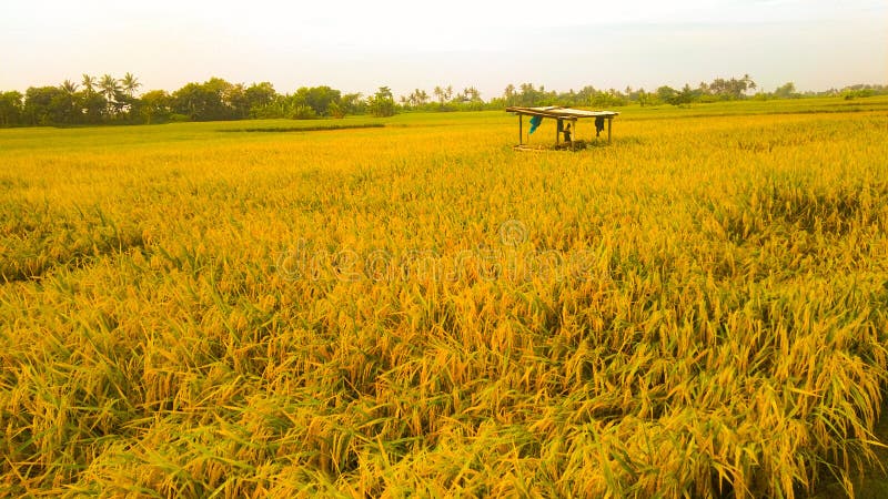 Rice Fields with Yellowing Rice Stock Photo - Image of rice, ready ...