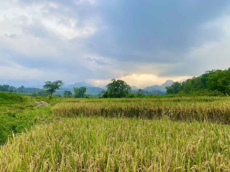 View of Yellowing Rice in Terraced Fields with a Backdrop of Beautiful ...