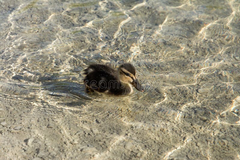 Young Duck Floating on the Surface of a Shallow Lake Stock Image ...