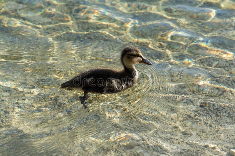 Young Duck Floating on the Surface of a Shallow Lake Stock Image ...