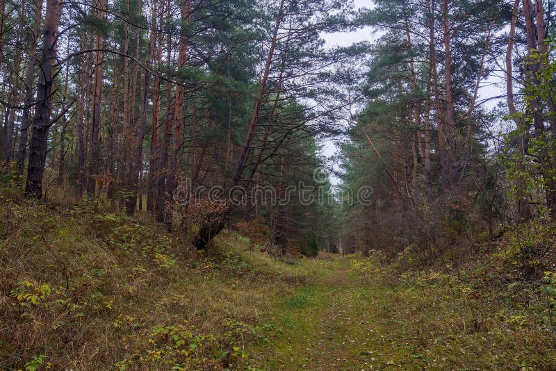 View of a Young Forest in Autumn after Rain Stock Photo - Image of ...
