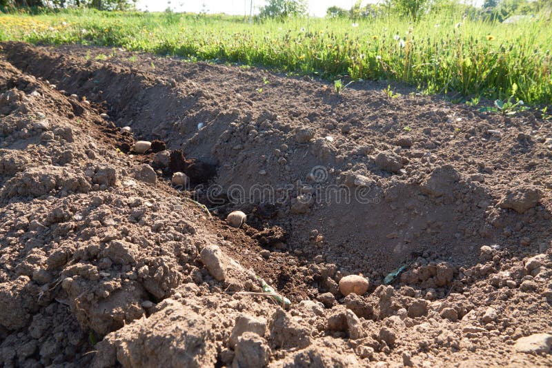 View of Young Potatoes in a Pit in Ground on a Garden Bed Stock Image ...