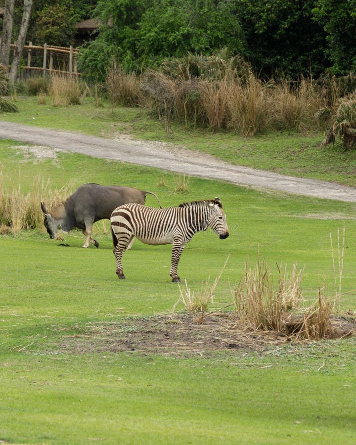 View of Zebra and Cattle Standing and Grazing in Greenery Field Stock ...