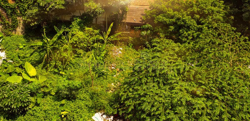 Tree viewe stock image. Image of green, forest, viewe - 219795365