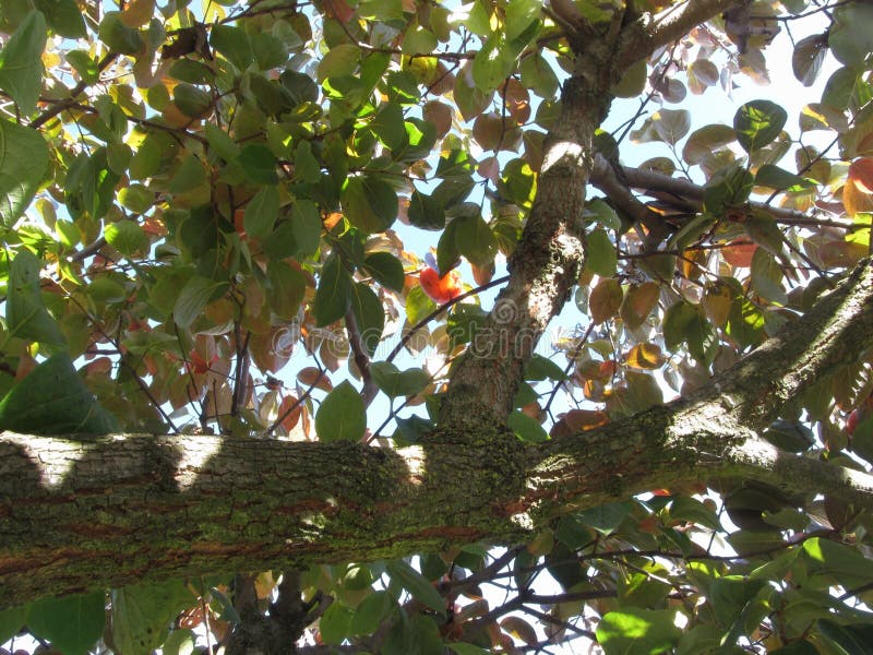 Viewing through Autumn Leaves of Persimmon Tree . Fall Colors Stock ...