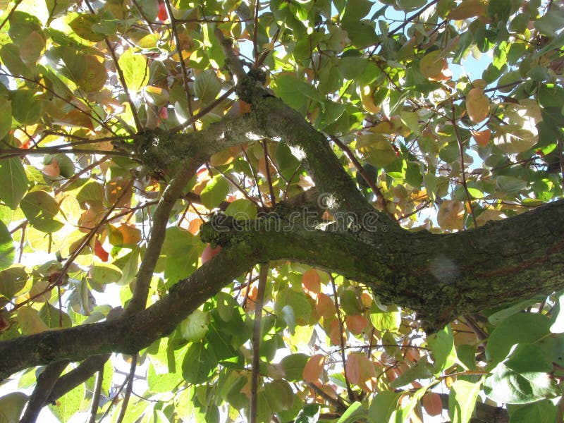 Viewing through Autumn Leaves of Persimmon Tree . Fall Colors Stock ...