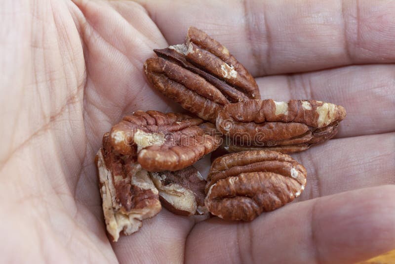 Viewing the Nutritious Edible Fresh Roasted Walnut. Stock Photo - Image ...
