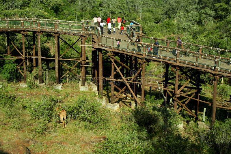 Viewing wildlife editorial photography. Image of tourists - 28639082