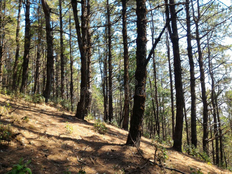 Viewpoint Nature on Mountain Stock Photo - Image of wild, view: 73711234