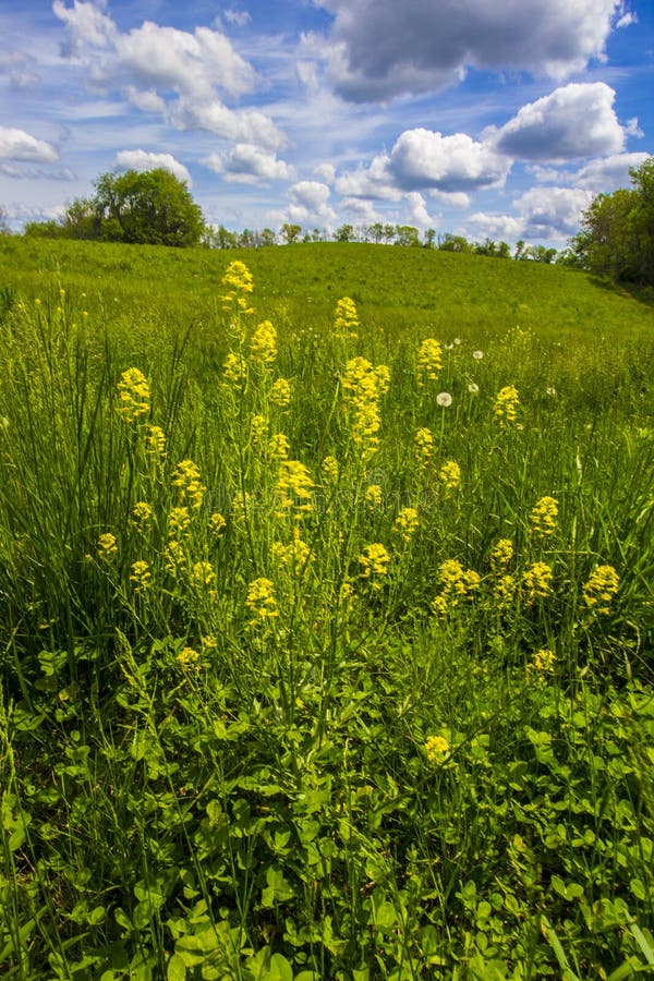 Amish Country in Ohio in Summer Stock Photo - Image of summer, amish ...